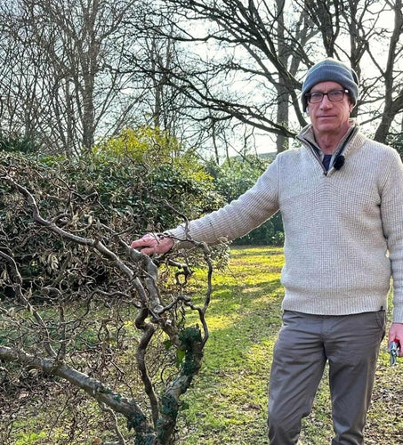 Corkscrew Hazel | Corylus avellana 'Contorta' – Roots Plants