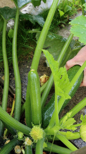 'El Greco' Courgette Plants – Roots Plants