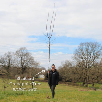 'Red Sentinel' Crabapple Tree – Roots Plants