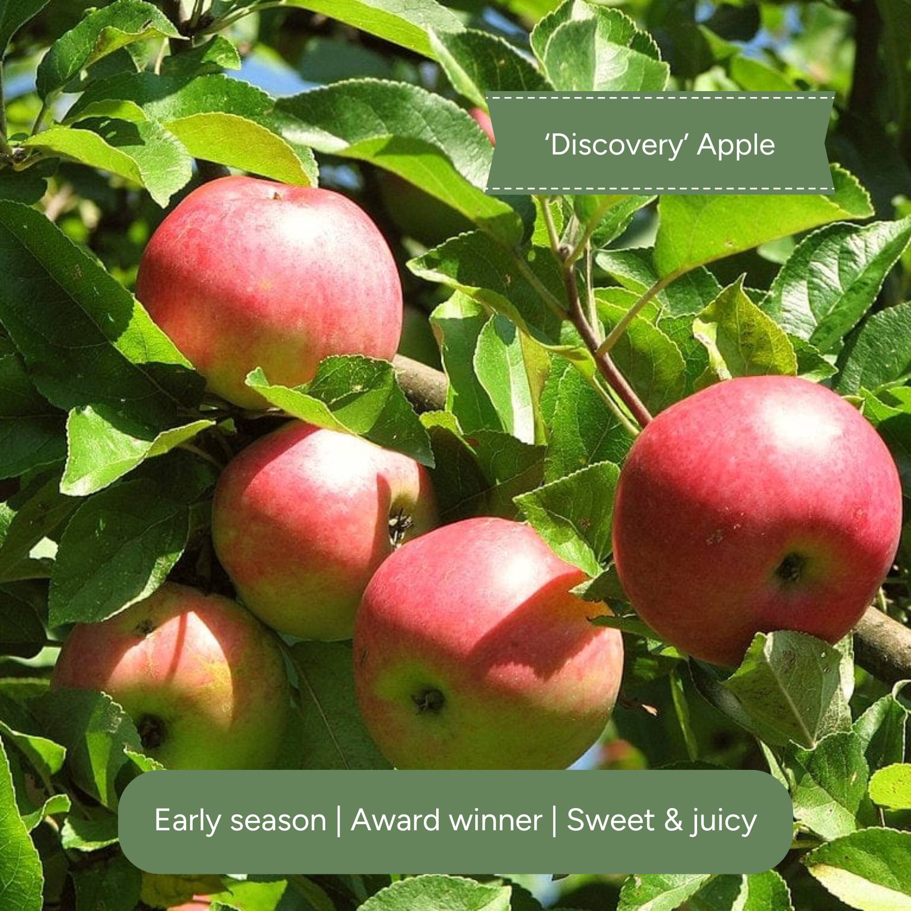 Cross-Pollinating Apple Collection | Bramley, Gala & Discovery – Roots ...