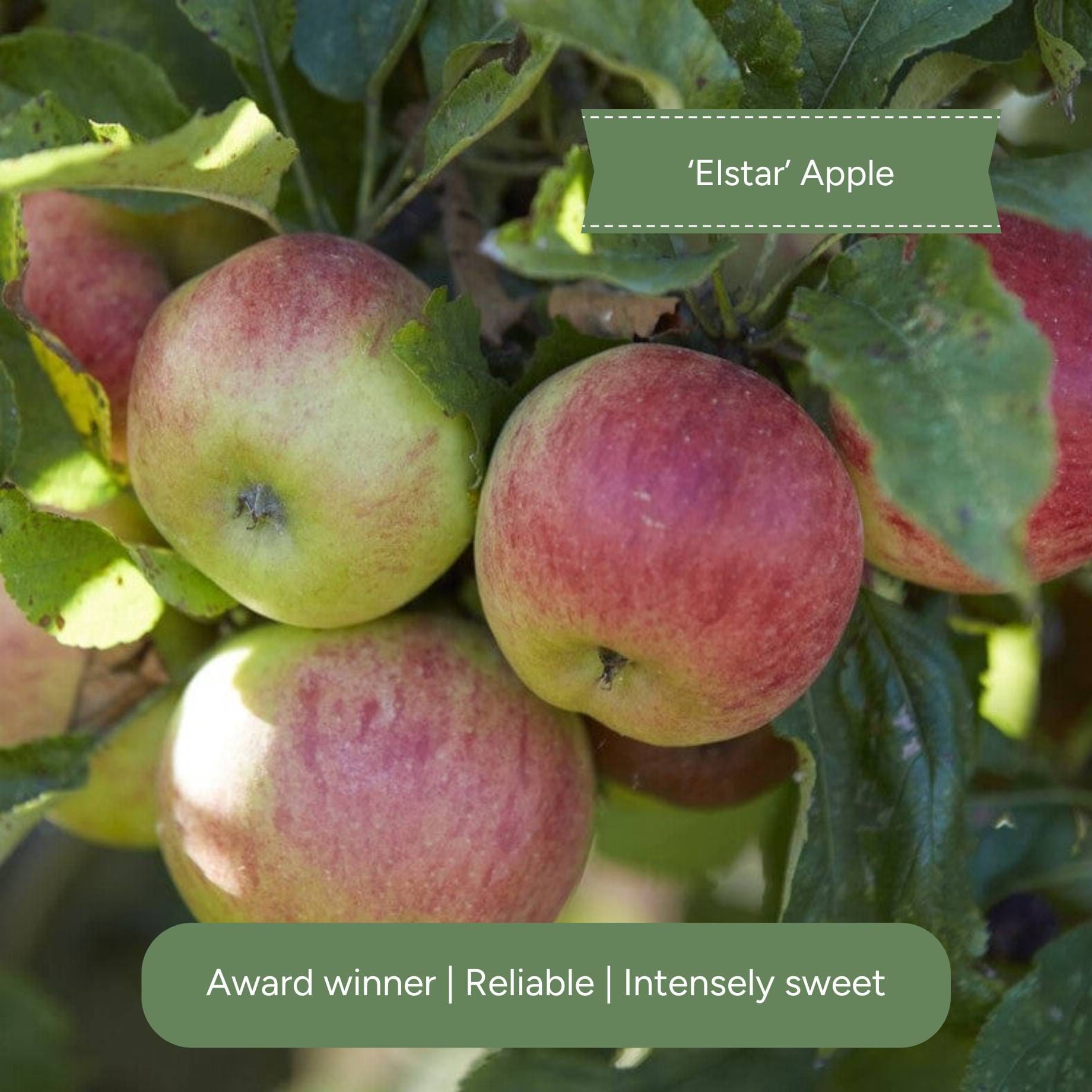 The 3 Top Performing Fruit Trees to Grow in the UK | Apple, Pear & Plu ...