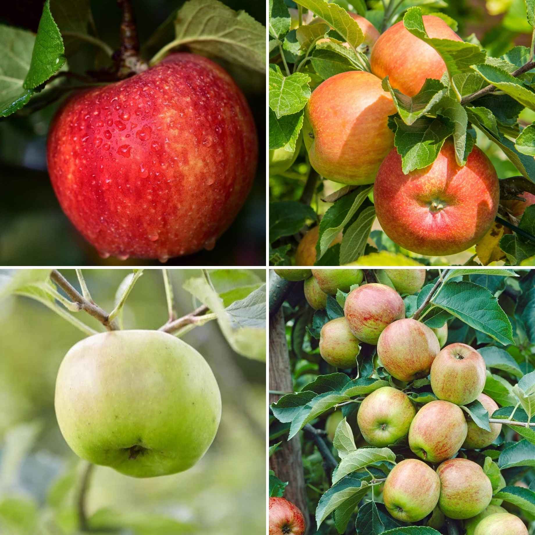 Apple Trees in Pots: A Grower’s Guide – Roots Plants