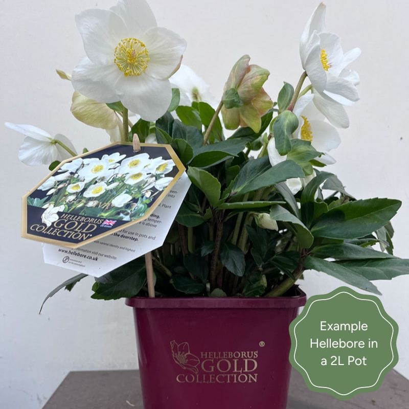 Full Season Hellebore Collection | Hellebore Gold Collection® – Roots ...