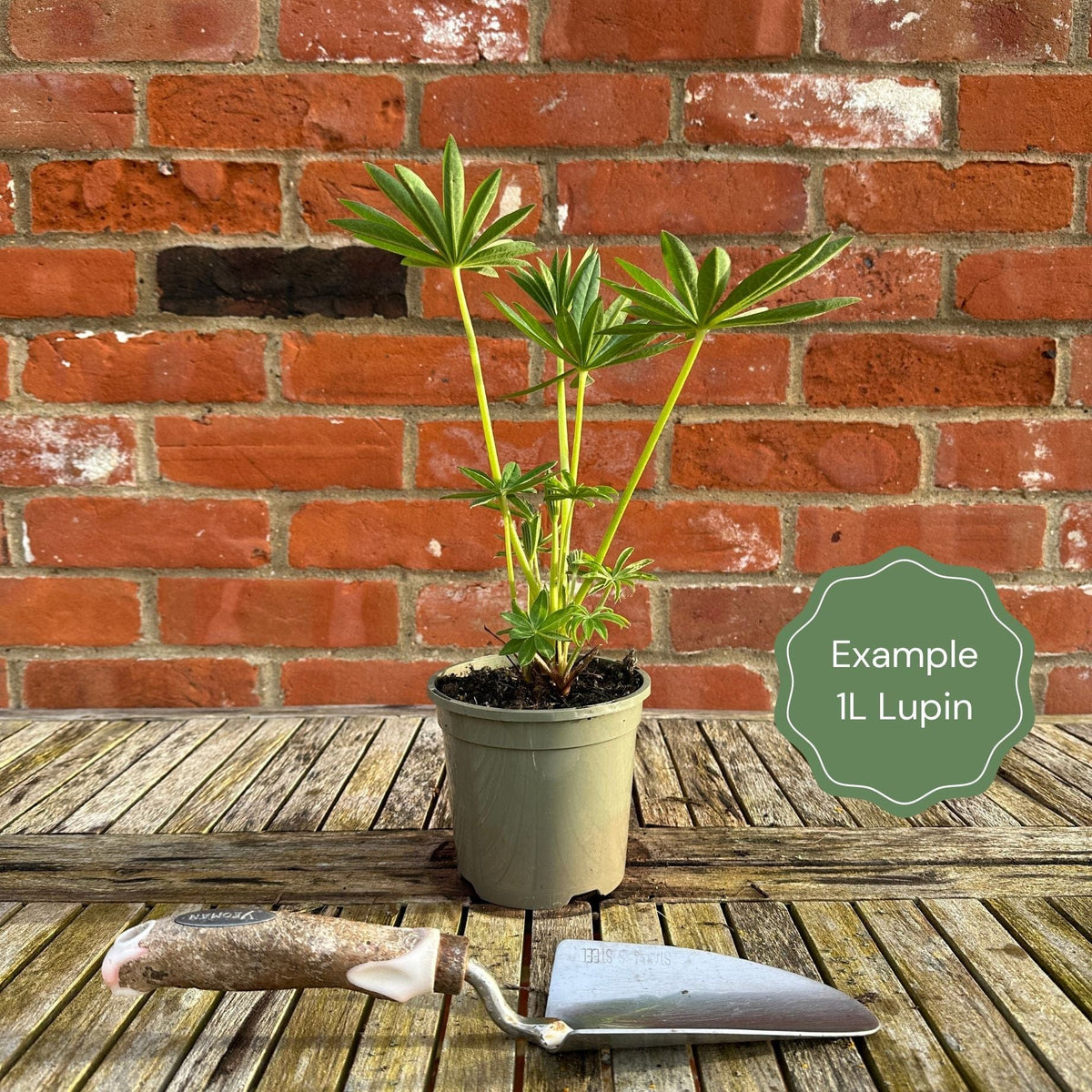 Lupin Legendary 'Shades of Blue' - Roots Plants