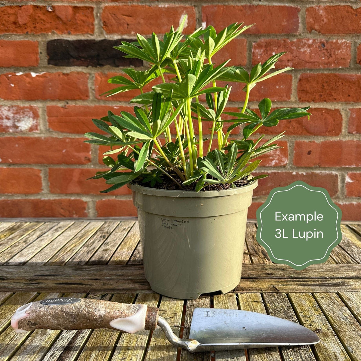 Lupin 'Legendary Yellow Shades' – Roots Plants