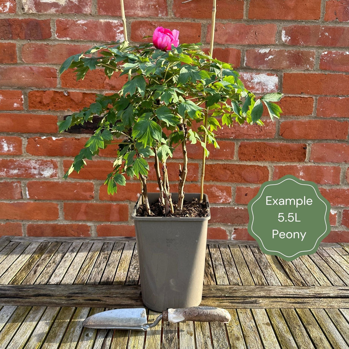 Tree Peony 'Ling Hua Zhan Lu' – Roots Plants