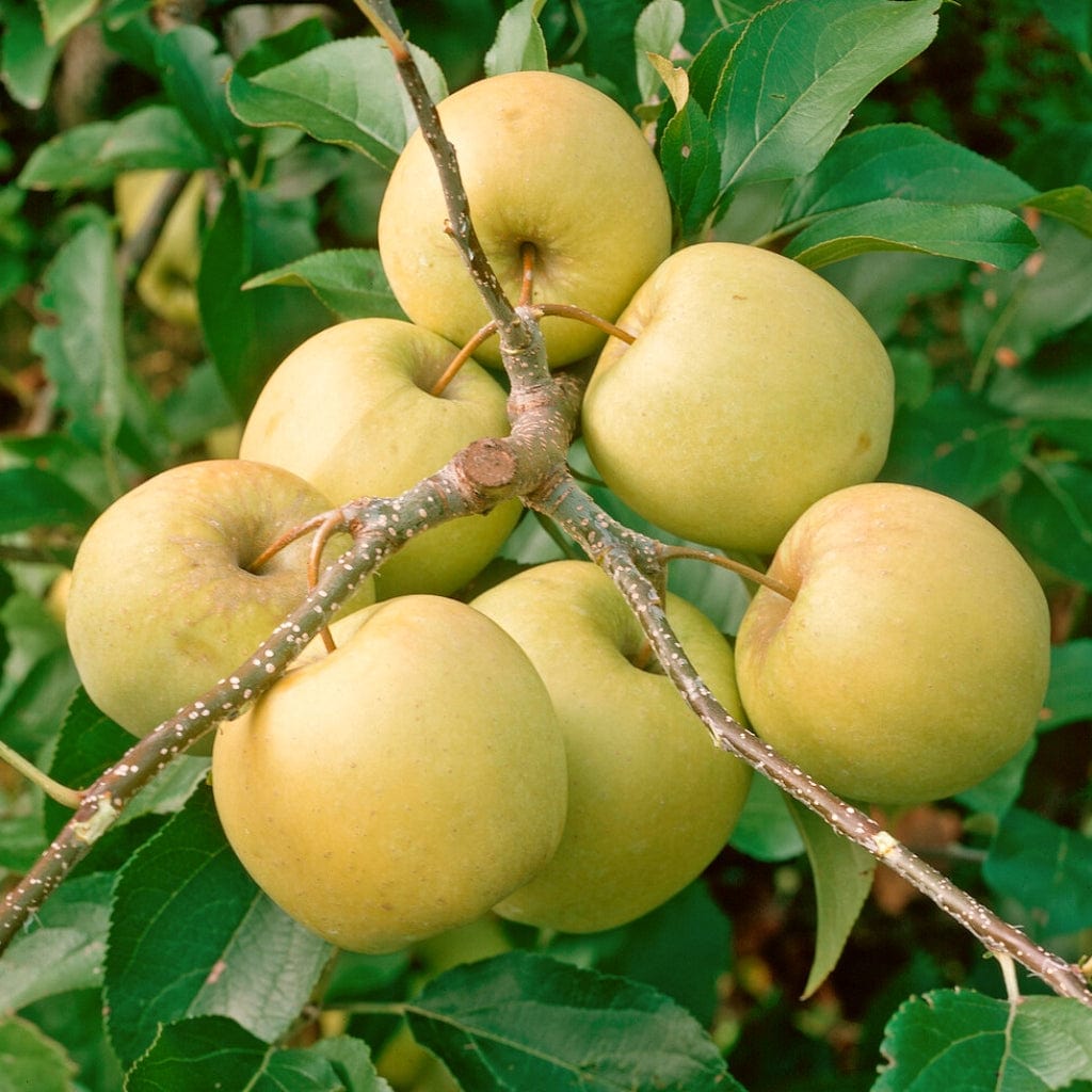Duo Apple Tree | 'Cox's Orange Pippin' & 'Golden Delicious' – Roots Plants
