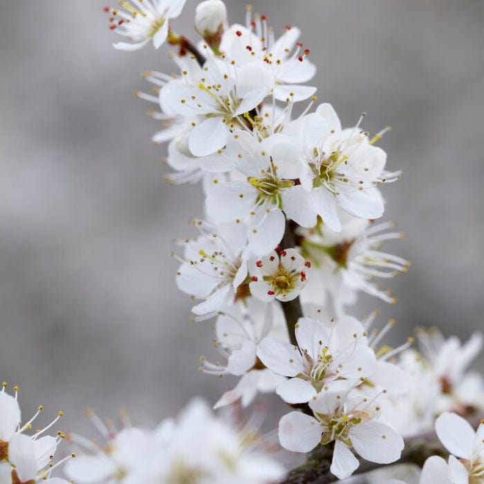'Southampton Selection' Sloe Tree – Roots Plants