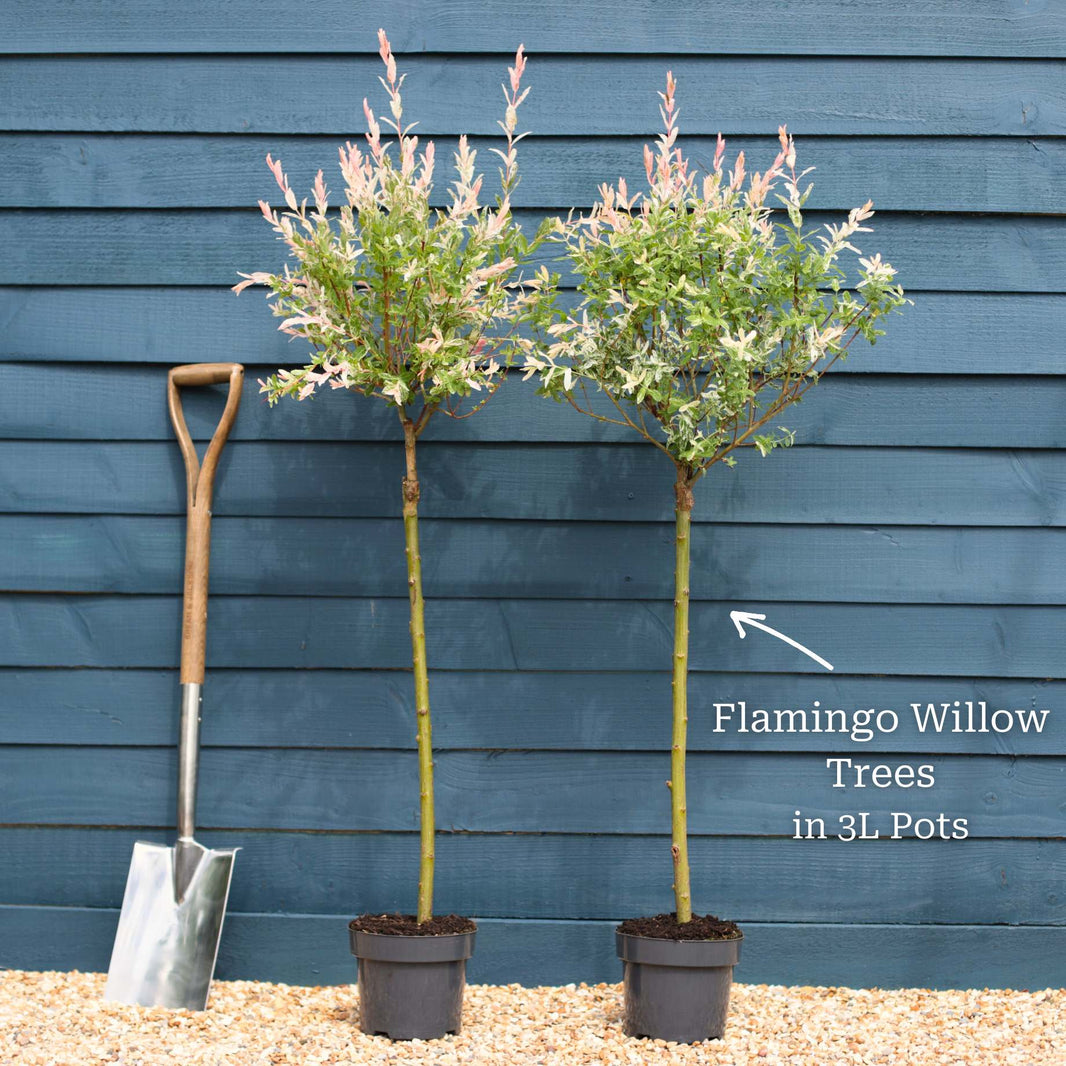 Willow Trees: Dwarf and Weeping Willows Grown in the UK – Roots Plants