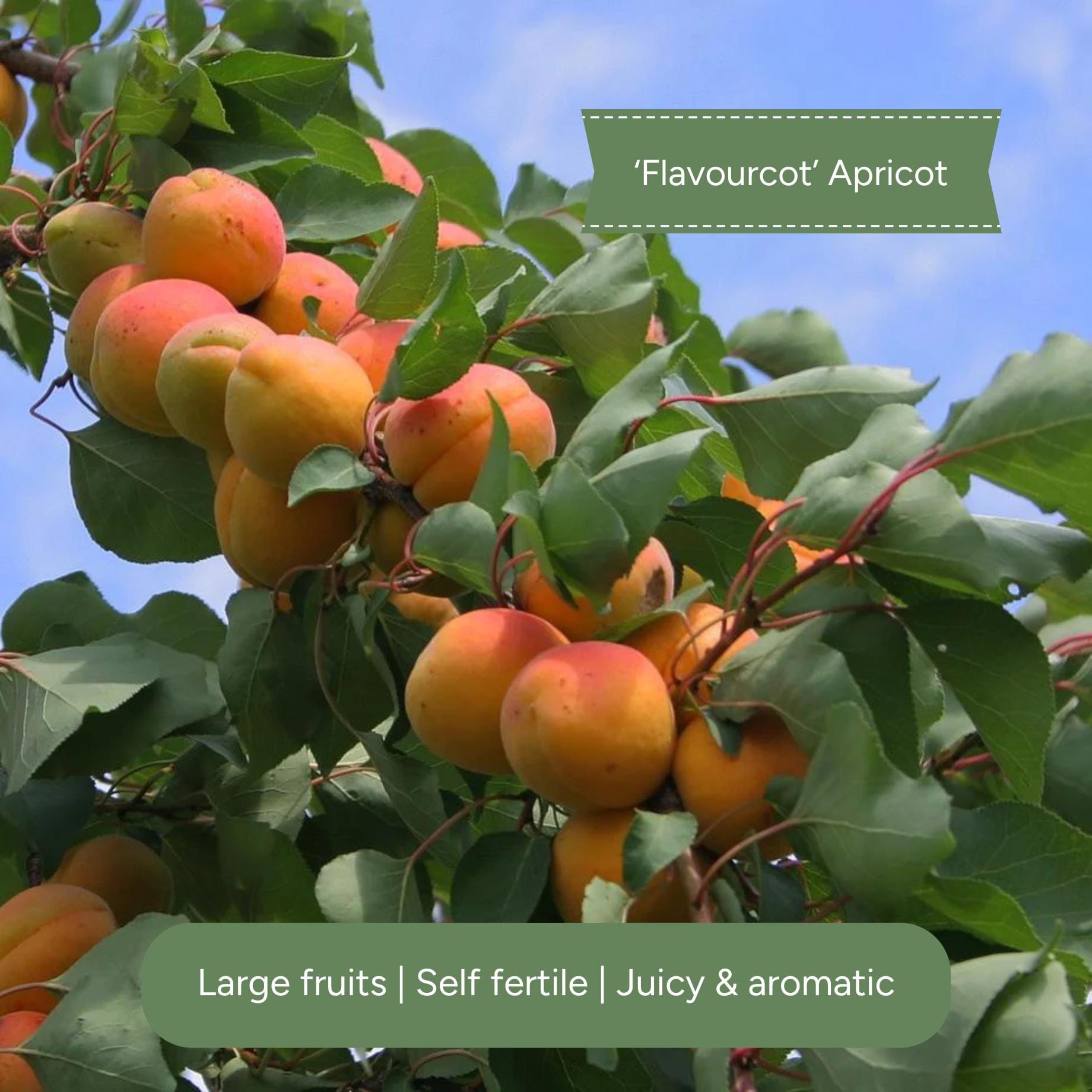 Cordon Apricot Tree – Roots Plants