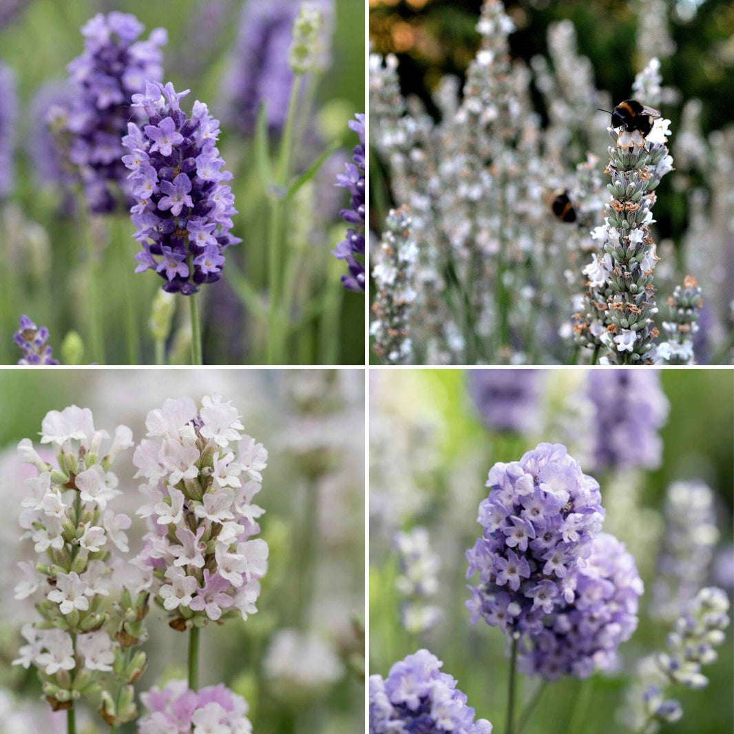 Growing Lavender: Complete UK Guide – Roots Plants