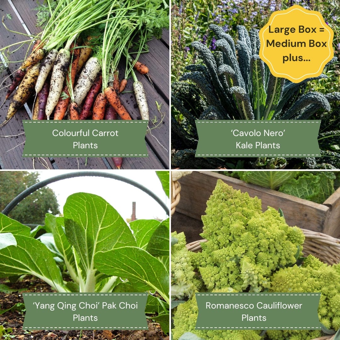 Full Season Vegetables Collection – Roots Plants
