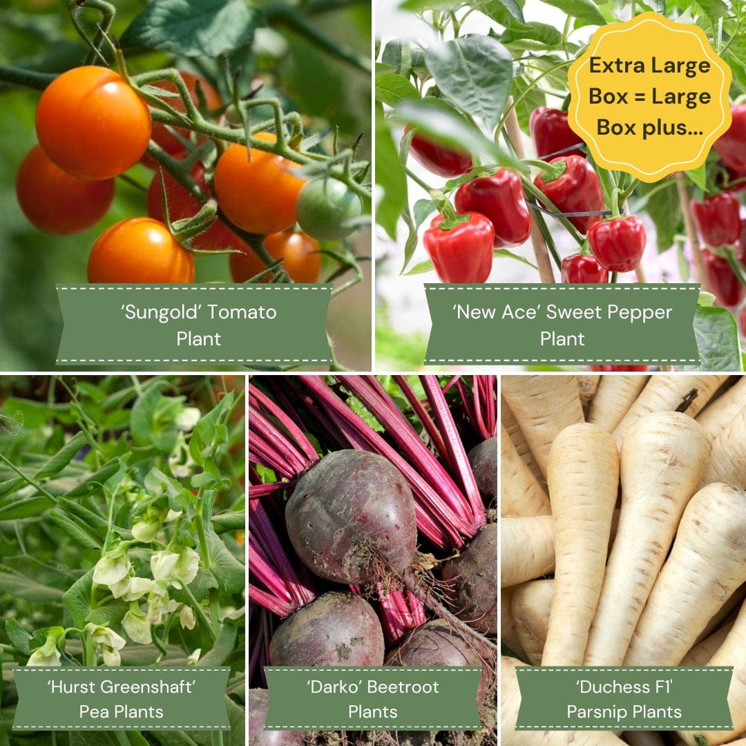 Full Season Vegetables Collection – Roots Plants