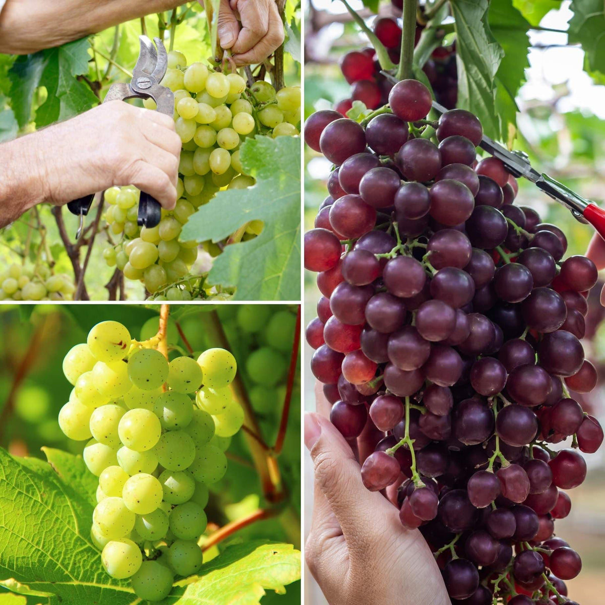 Full Season Grape Vines Collection – Roots Plants