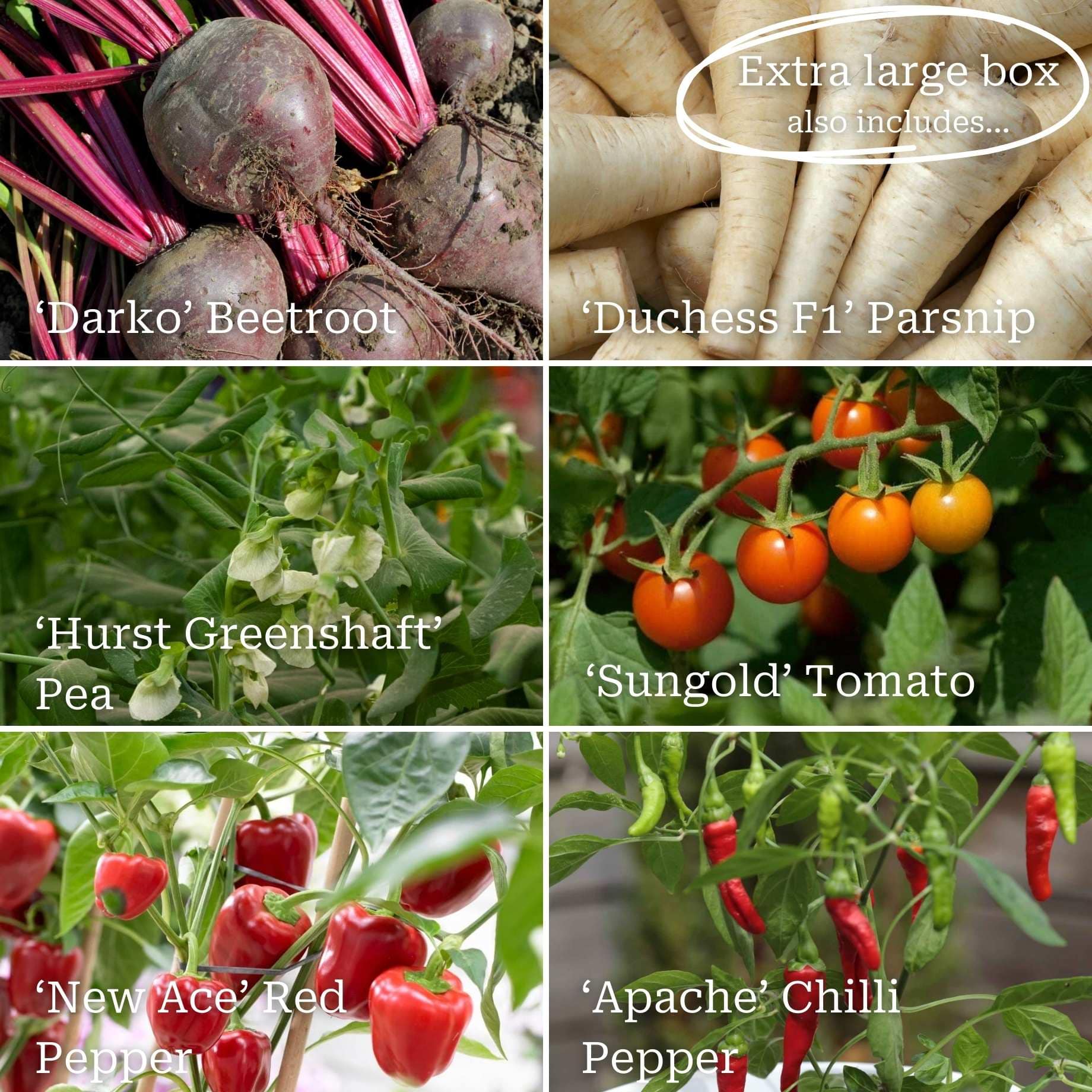 Full Season Vegetables Collection – Roots Plants