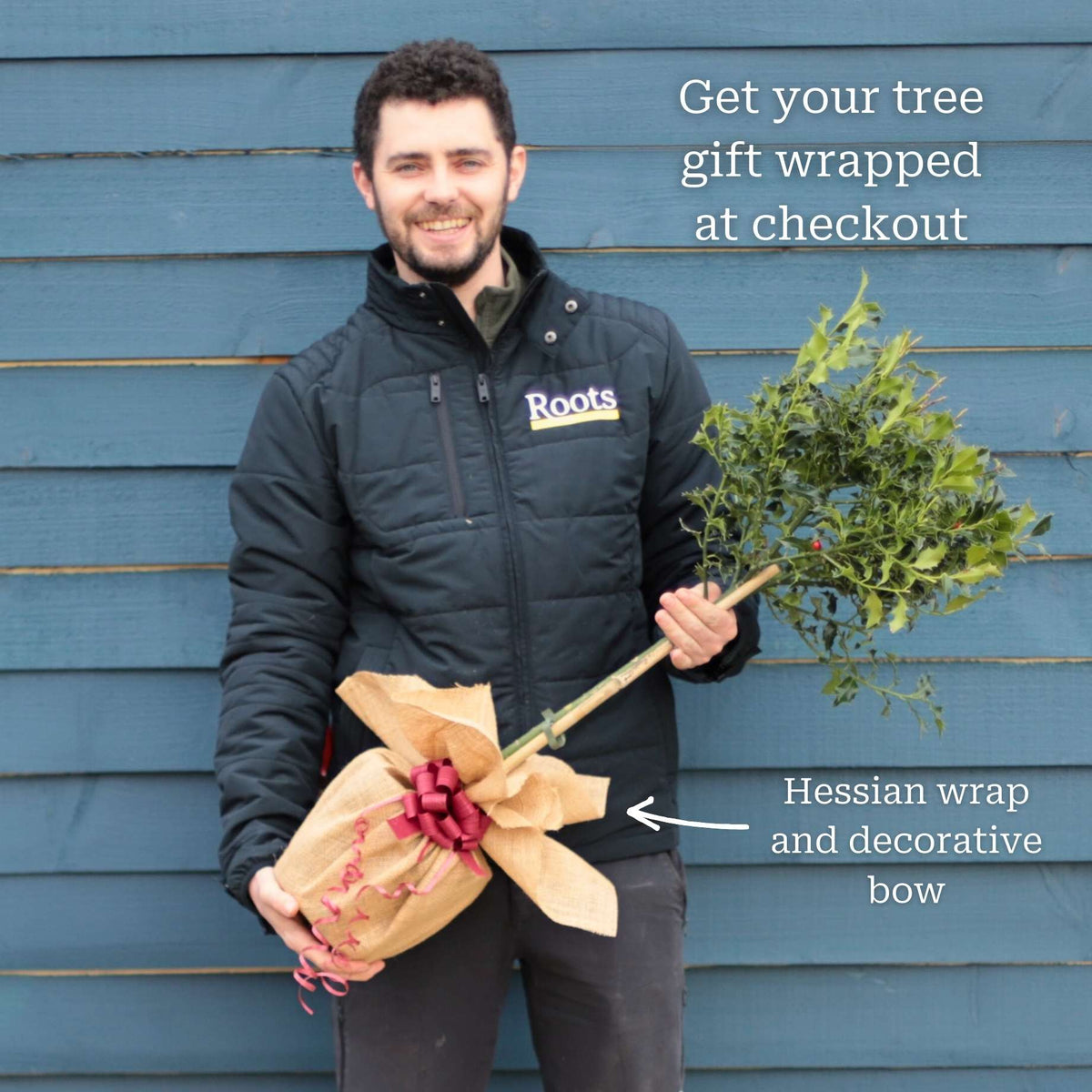 Patio Holly Tree | Ilex aquifolium 'Alaska' – Roots Plants