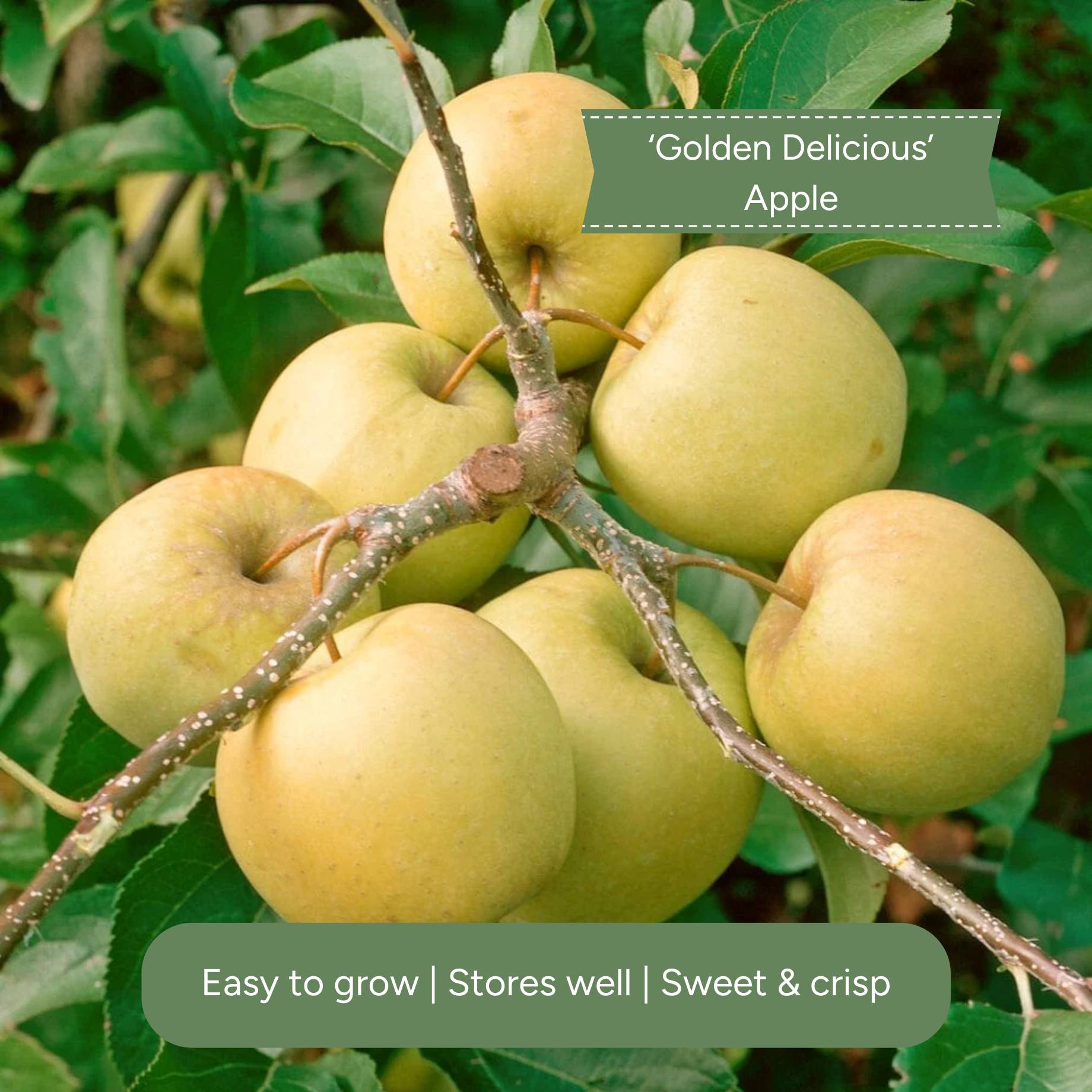 Duo Apple Tree | 'Cox's Orange Pippin' & 'Golden Delicious' – Roots Plants