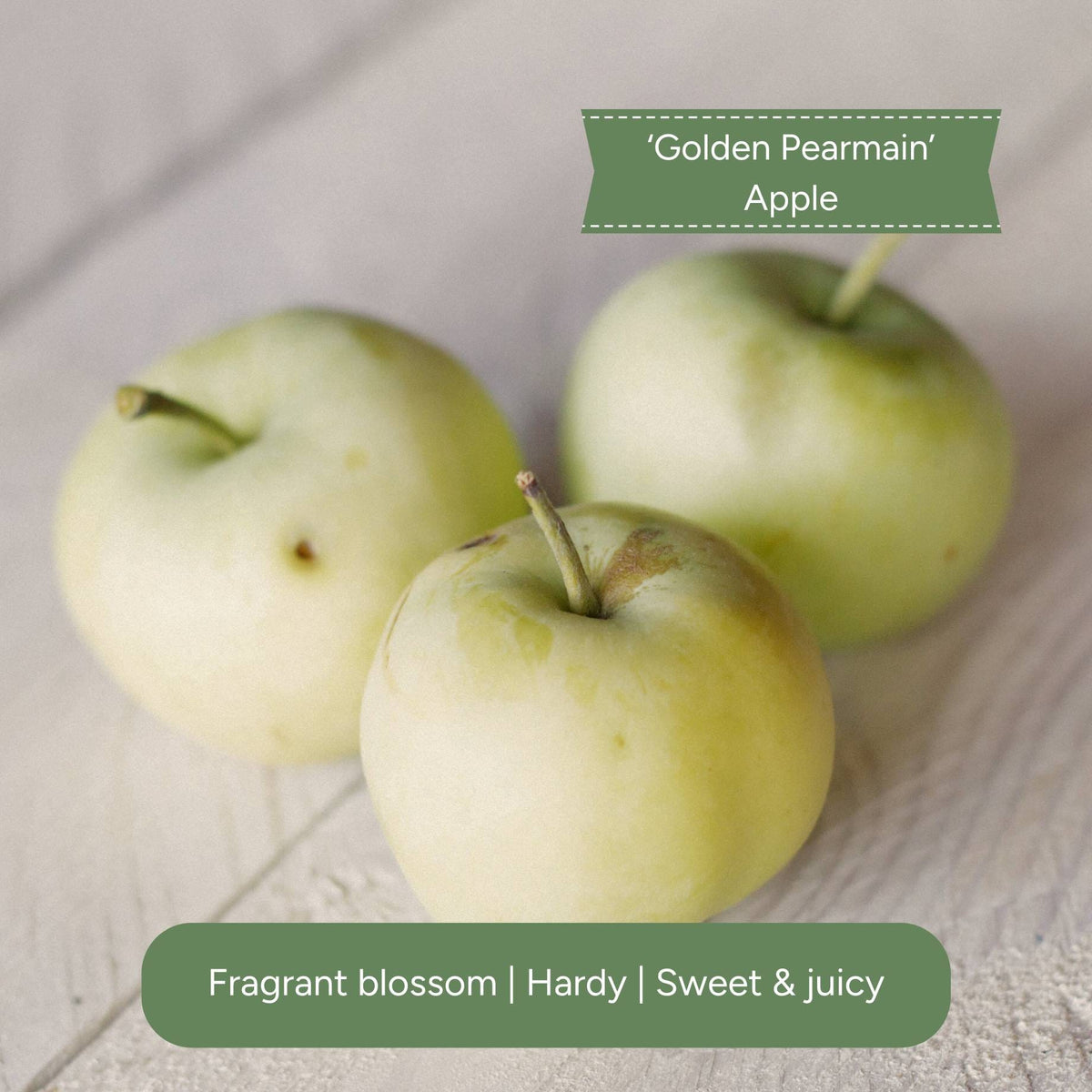 Duo Apple Tree | 'Jonagold' & 'Golden Pearmain' – Roots Plants