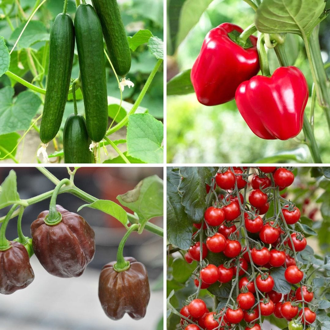 Vegetable Planting Calendar UK (And When to Harvest) – Roots Plants