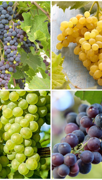 Heritage Grape Vines Collection – Roots Plants
