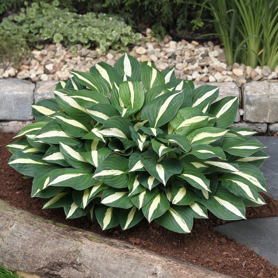 Hostas: UK Grown, Healthy Hosta Plants for Sale – Roots Plants