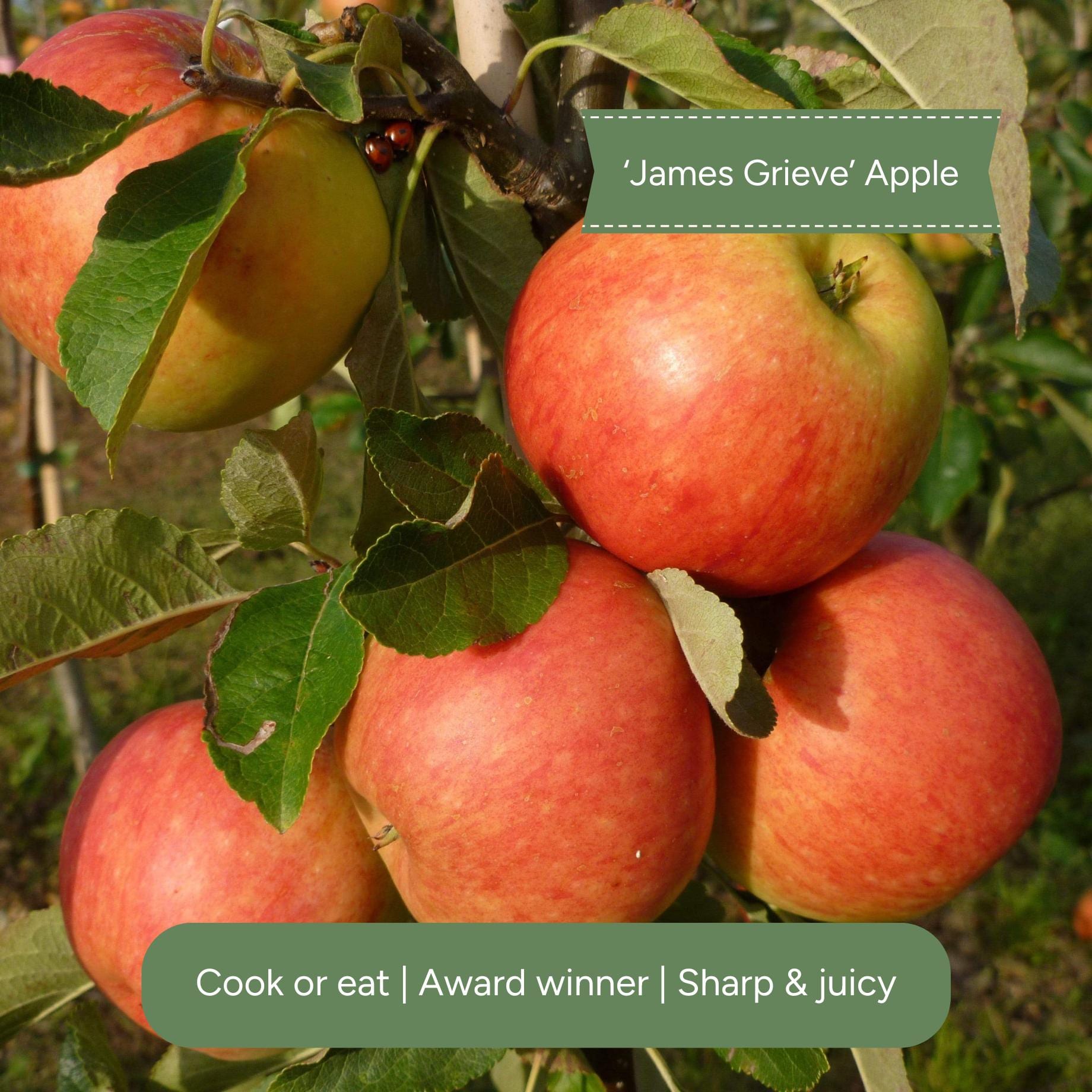 Award-Winning Cordon Fruit Tree Collection | Apple, Pear & Plum – Roots ...