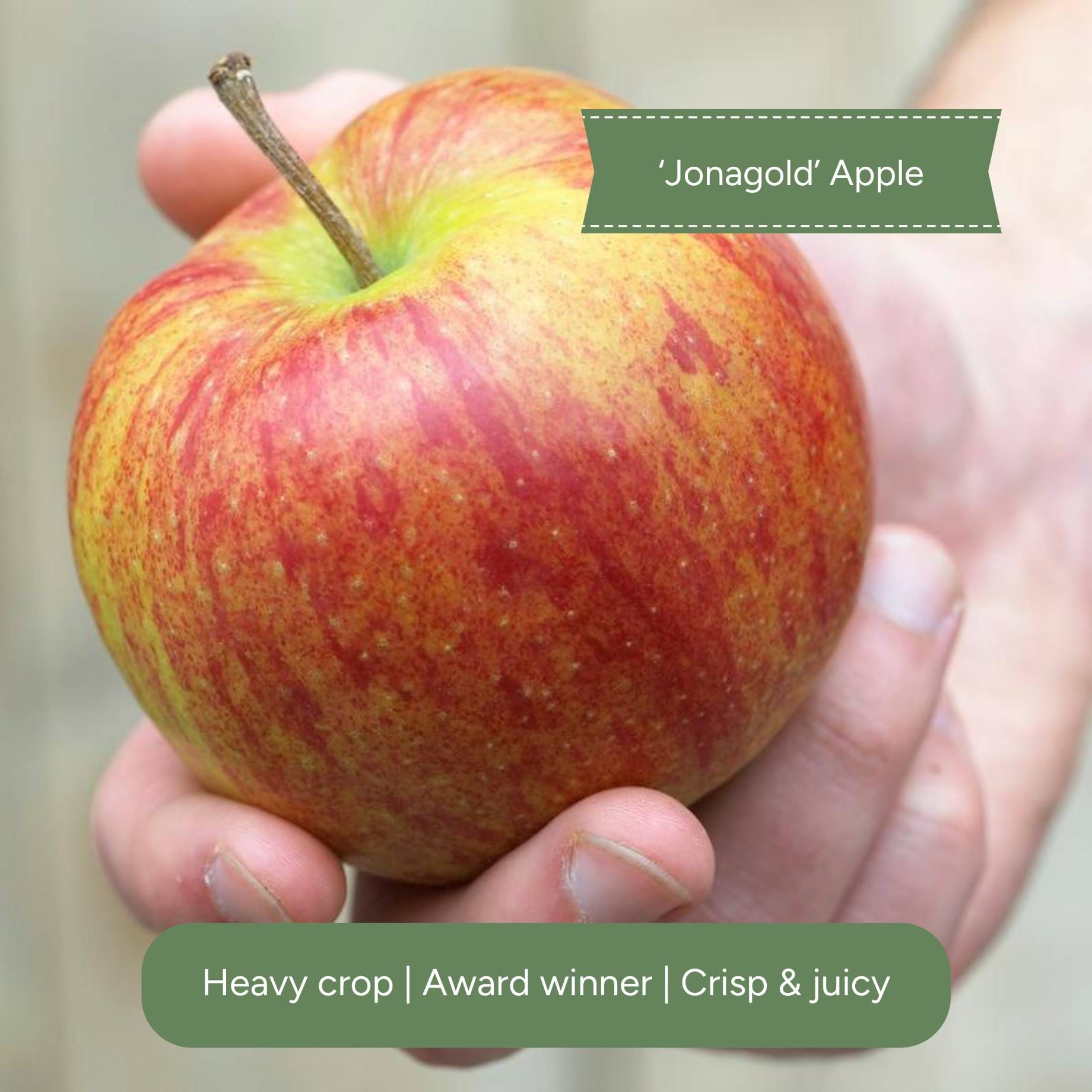 Duo Apple Tree | 'Jonagold' & 'Golden Pearmain' – Roots Plants