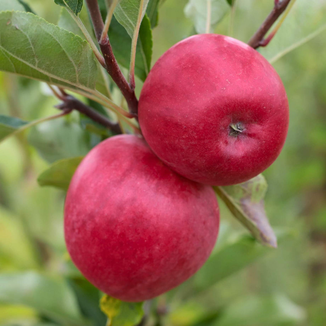 Pink Lady Apple Trees: The Best Alternatives to Grow in the UK – Roots ...