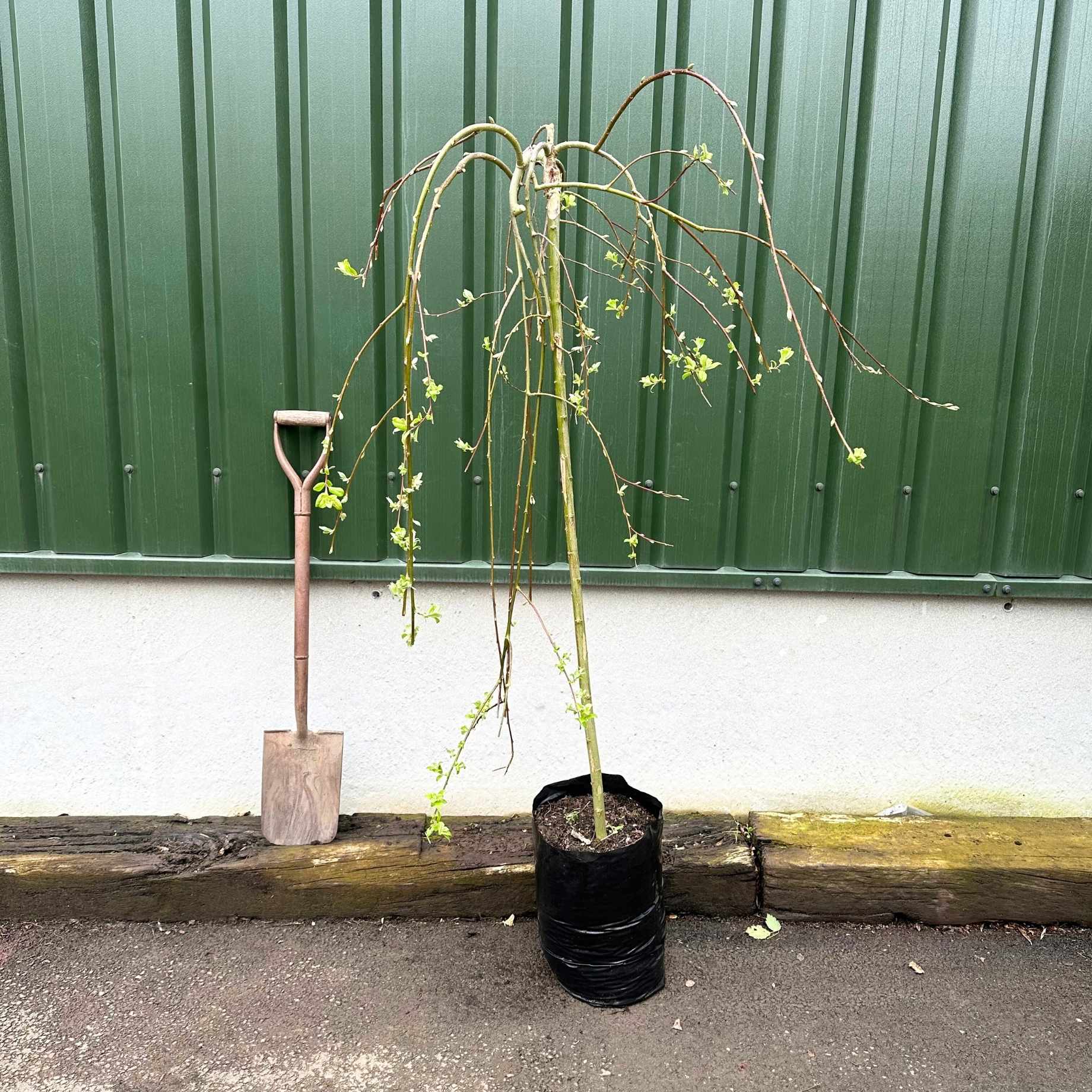 'Kilmarnock' Dwarf Weeping Willow Tree | Salix Caprea – Roots Plants