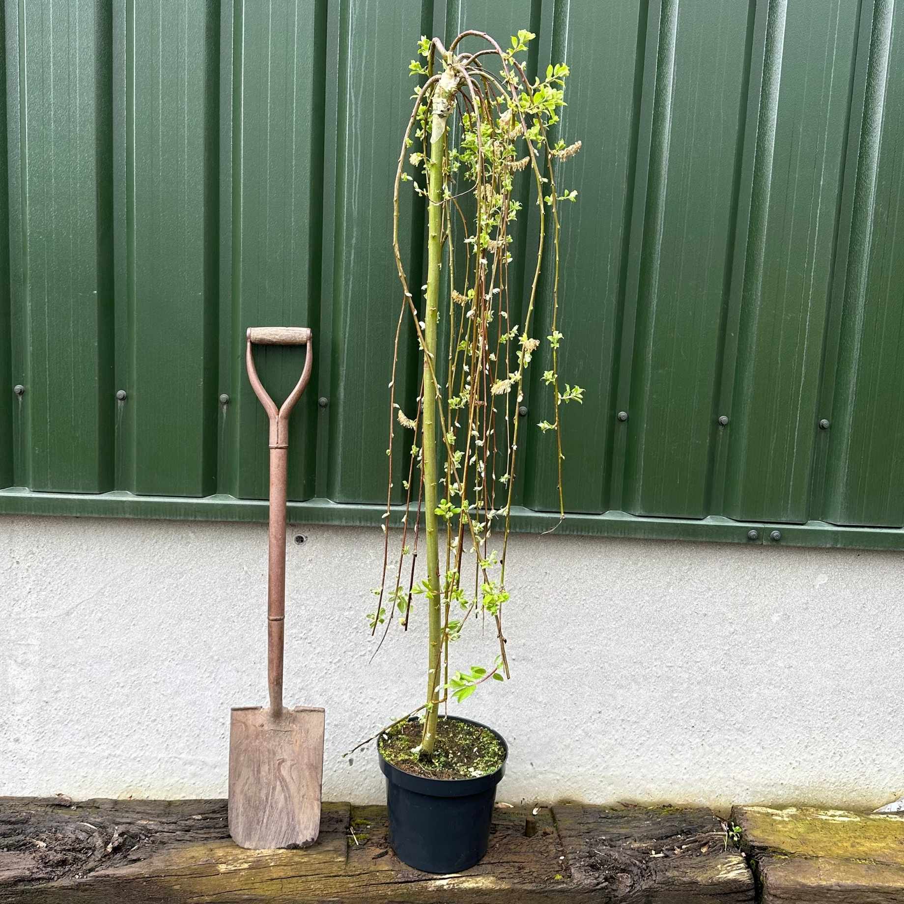 'Kilmarnock' Dwarf Weeping Willow Tree | Salix Caprea – Roots Plants 'Kilmarnock' Dwarf Weeping Willow Tree | Salix Caprea – Roots Plants