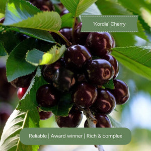 Patio Cherry Tree – Roots Plants