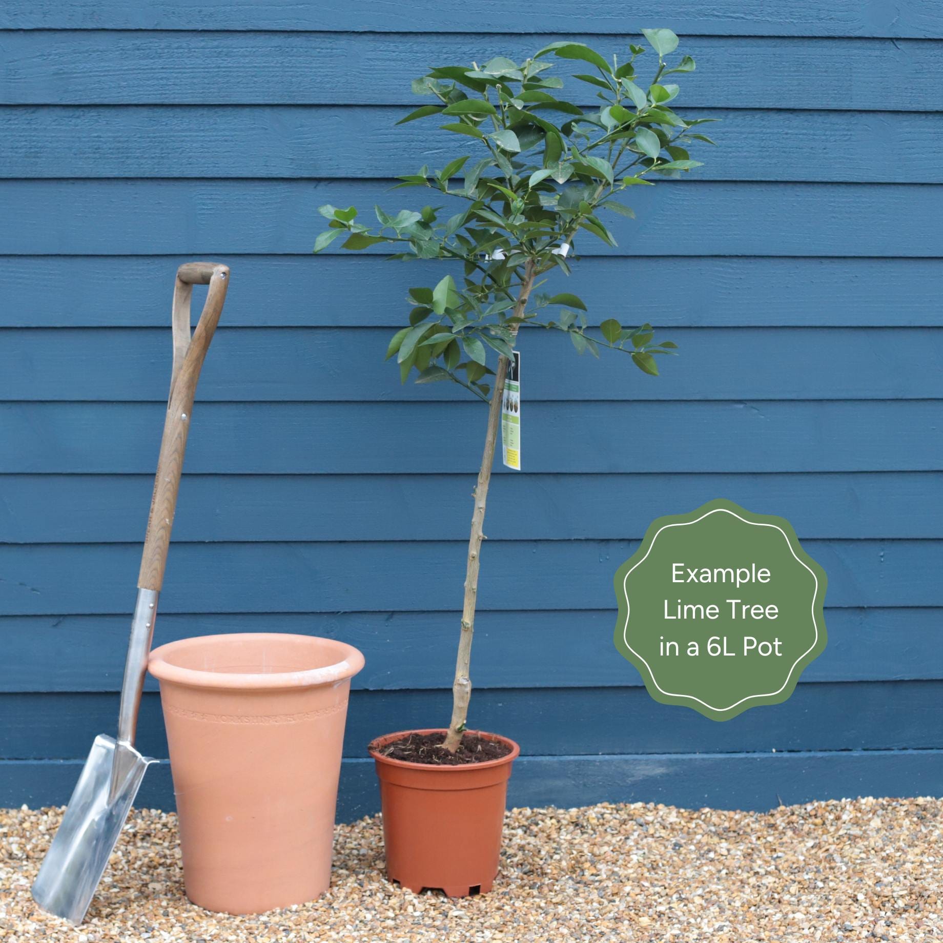 'Tahiti' Patio Lime Tree – Roots Plants