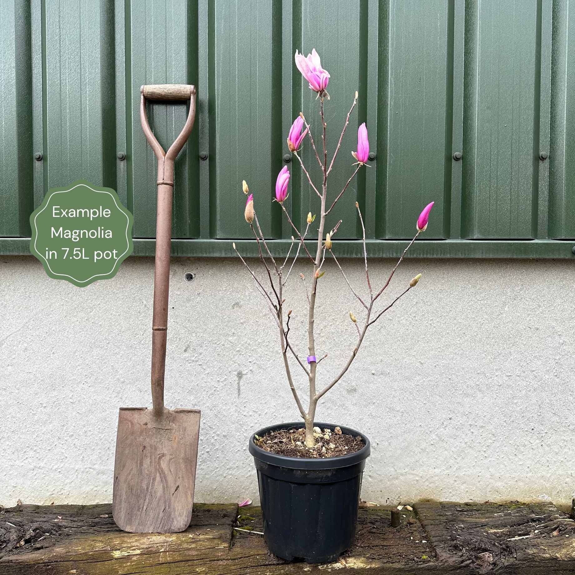 Star Magnolia Tree | Magnolia stellata 'Water Lily' – Roots Plants