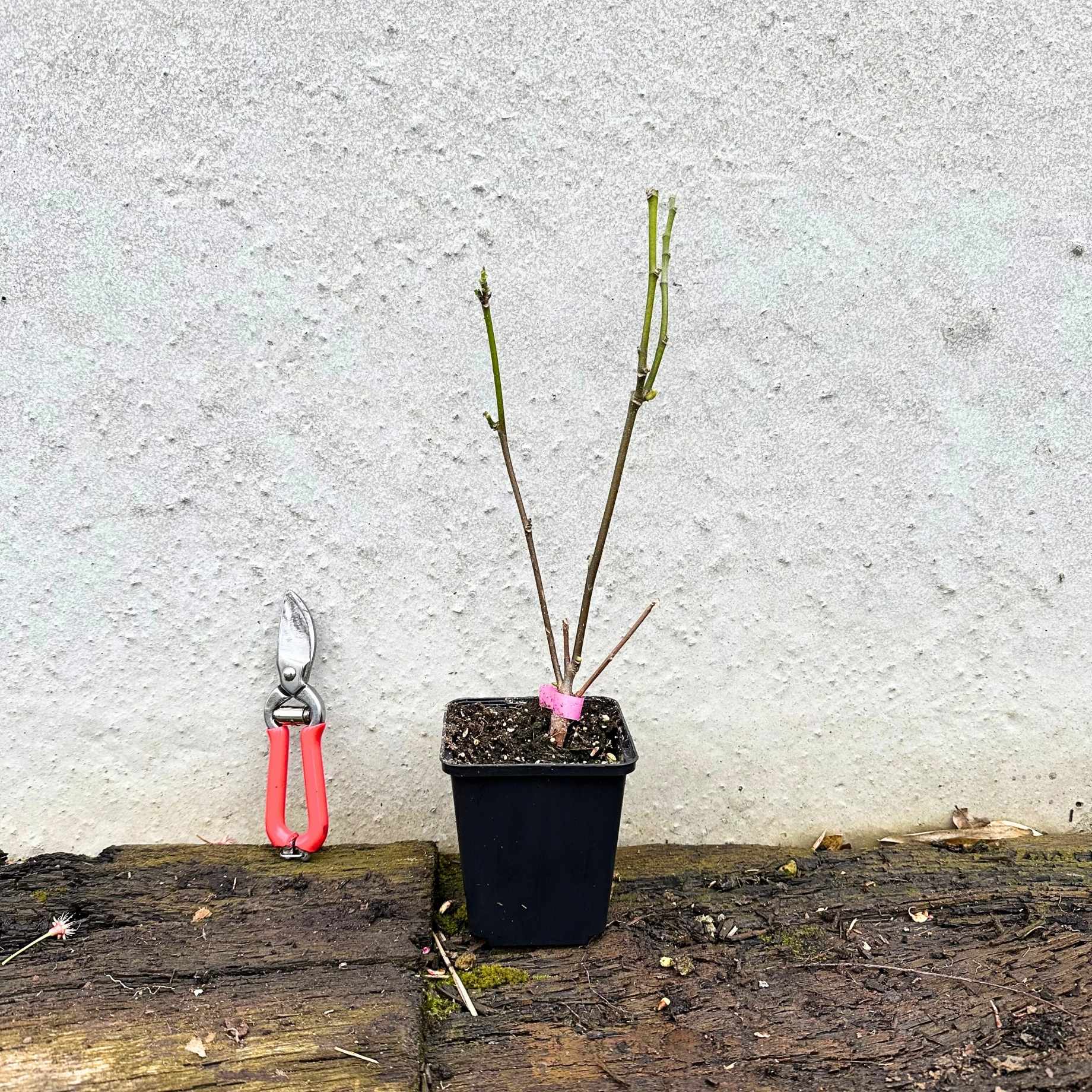 Dwarf Purple Magnolia Tree | Magnolia 'Susan' – Roots Plants