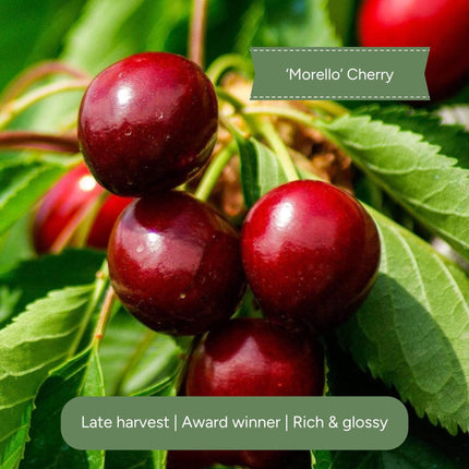 Cordon Cherry Tree – Roots Plants