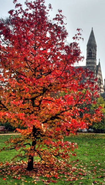 Sweetgum Tree | Liquidambar styraciflua 'Lane Roberts' – Roots Plants