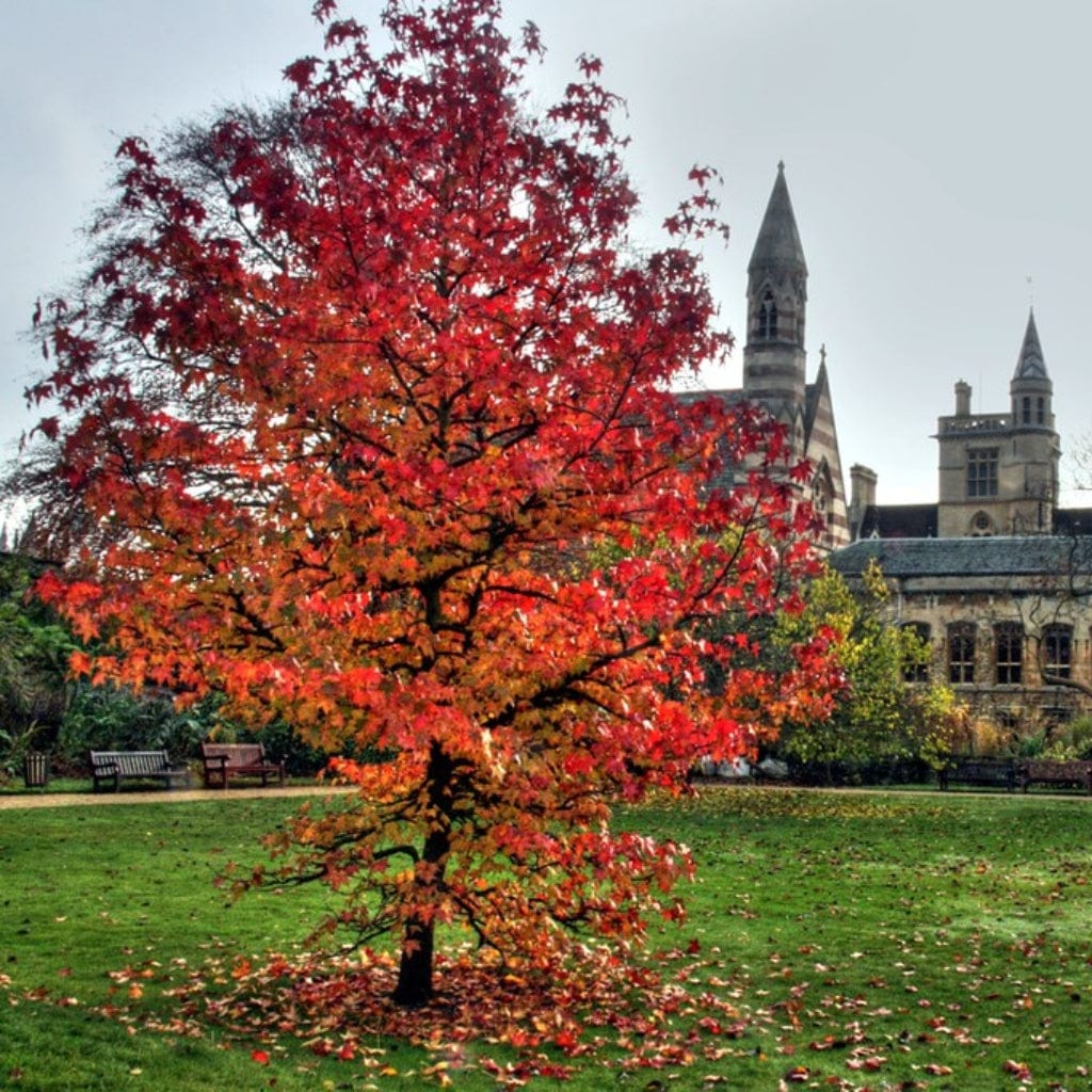 Sweetgum Tree | Liquidambar styraciflua 'Lane Roberts' - Roots Plants