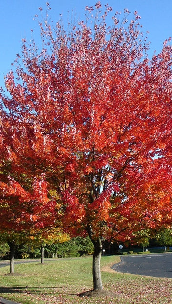 Canadian Red Maple Tree | Acer rubrum 'Red Pointe' – Roots Plants