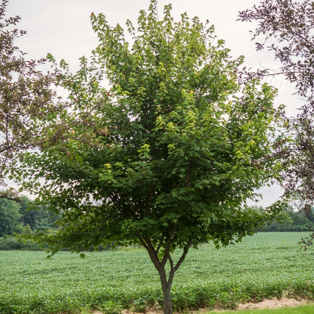 Canadian Red Maple Tree | Acer rubrum 'Red Pointe' – Roots Plants