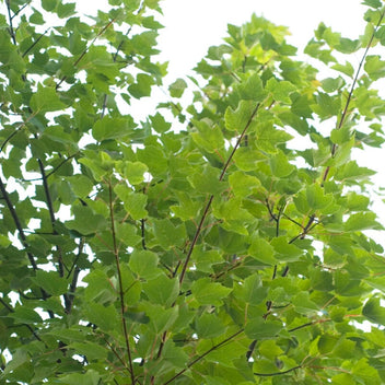 Canadian Red Maple Tree | Acer rubrum 'Red Pointe' – Roots Plants