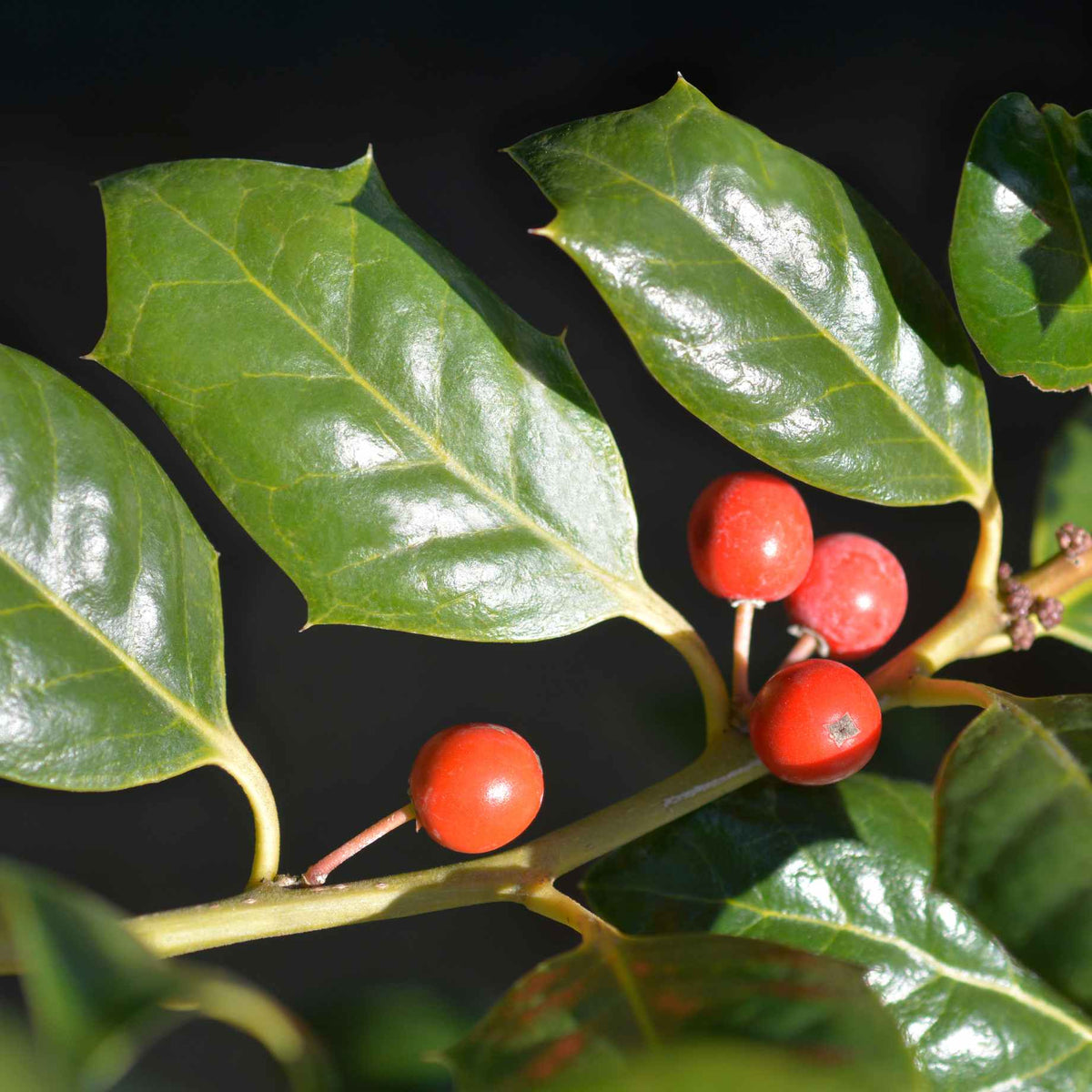 Pyramidal Holly | Ilex 'Nellie R Stevens' – Roots Plants