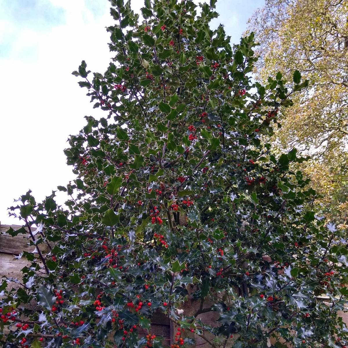 Pyramidal Holly | Ilex 'Nellie R Stevens' – Roots Plants