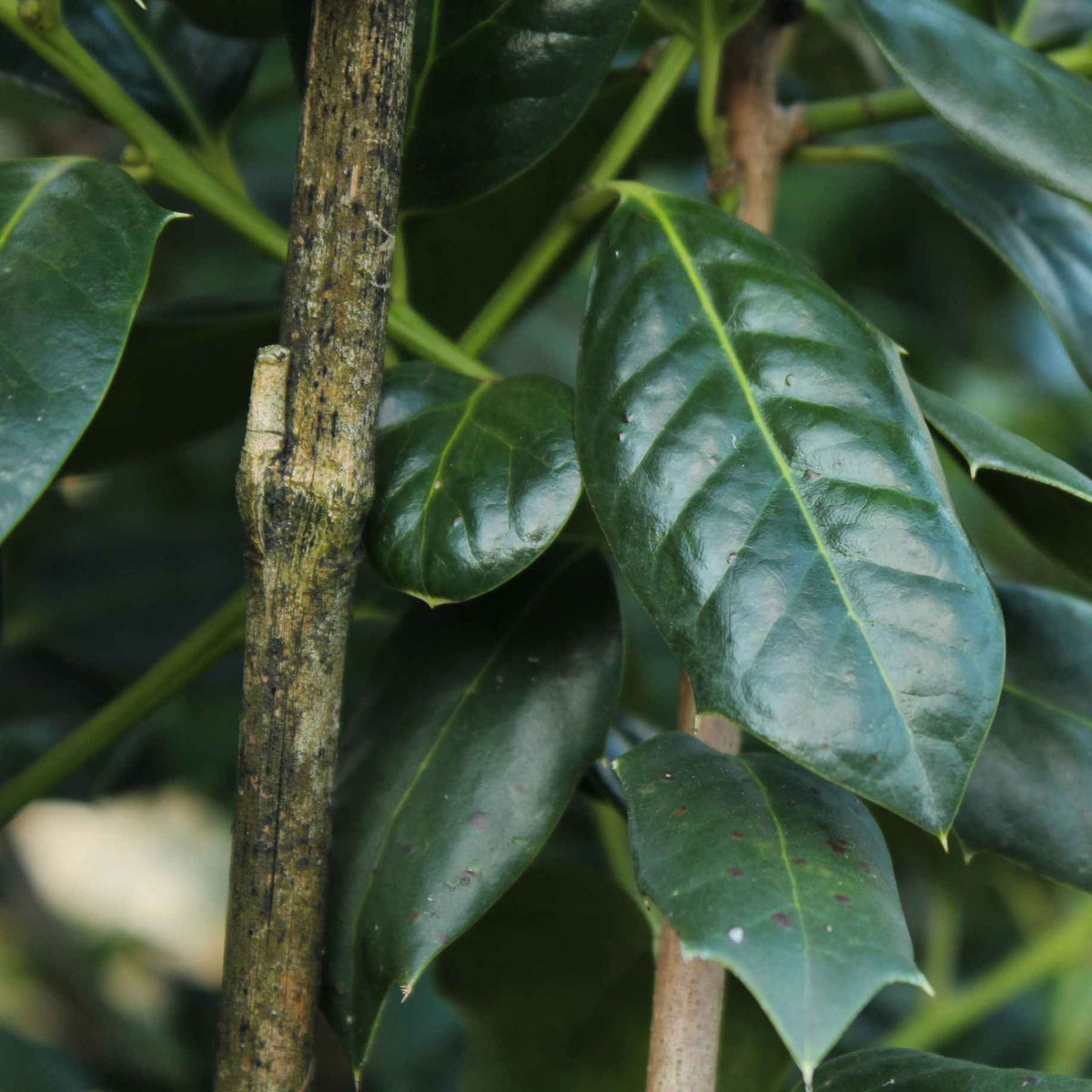 Pyramidal Holly | Ilex 'Nellie R Stevens' – Roots Plants