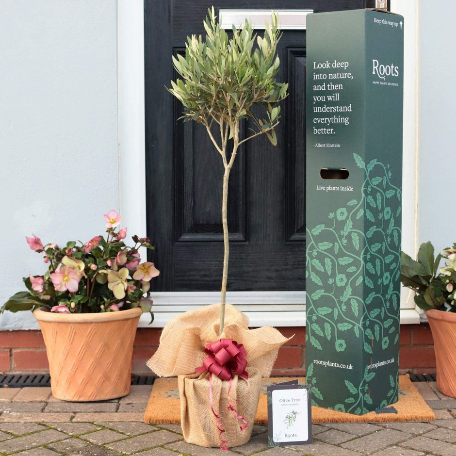 Roots Plants | Delivering Plants Fresh from the Best UK Growers
