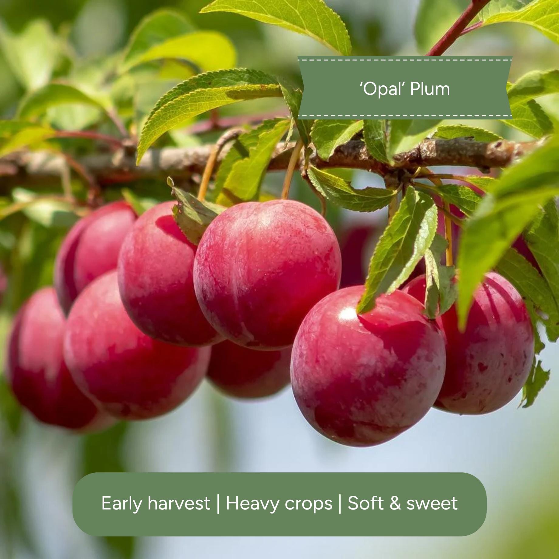 Cordon Plum Tree – Roots Plants