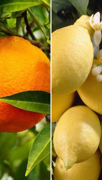 Orange and Lemon Trees | Perfect Partners – Roots Plants
