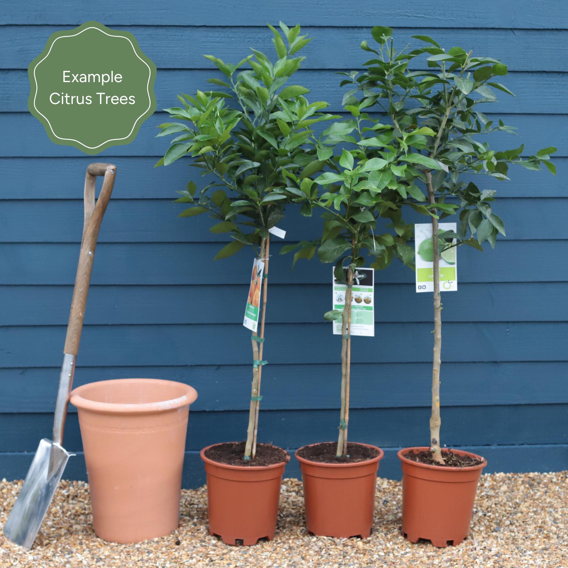 Patio Citrus Tree Collection – Roots Plants