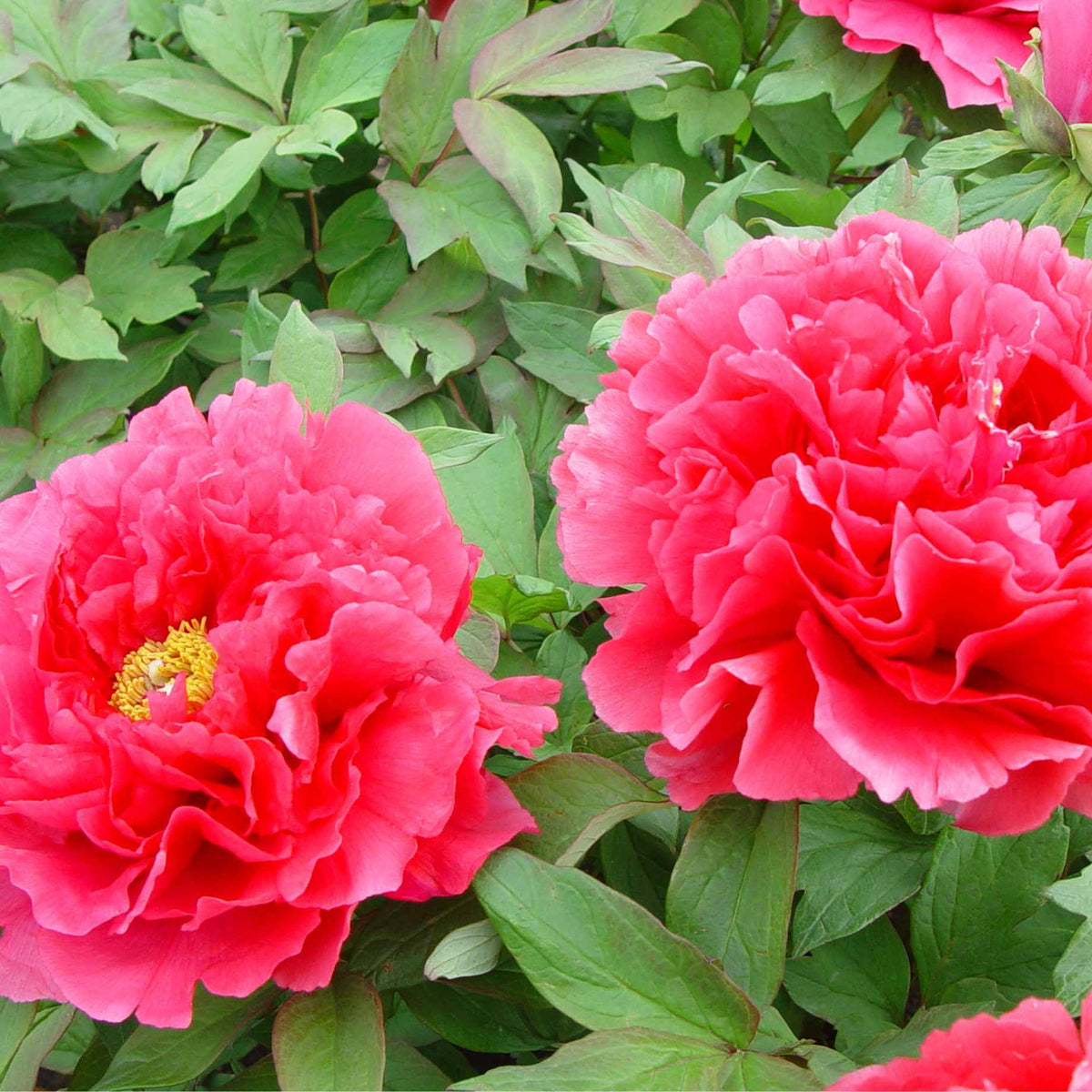 Tree Peony 'Luo Yang Hong' – Roots Plants