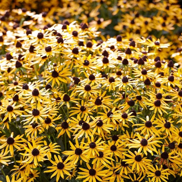 Rudbeckia 'Little Gold Star' - Roots Plants