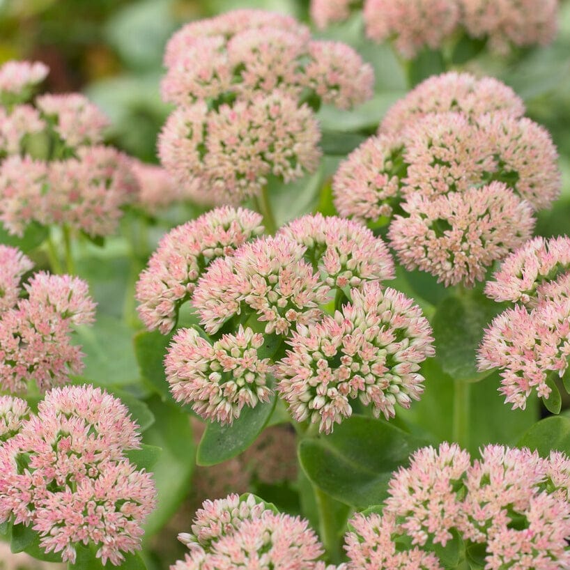 Sedum 'Autumn Joy' - Roots Plants